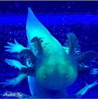 GFP Golden Albino Axolotl - Axolotls NYC