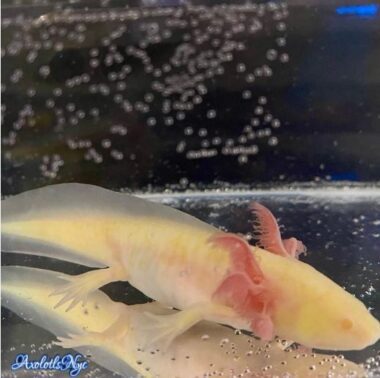 GFP Golden Albino Axolotl - Axolotls NYC