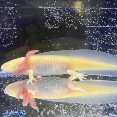 GFP Golden Albino Axolotl - Axolotls NYC