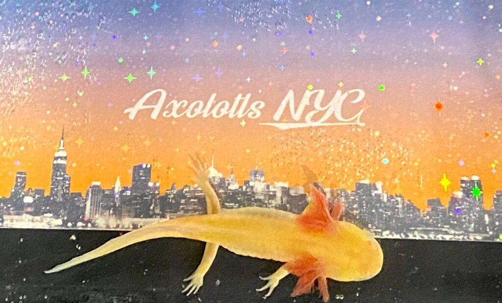 GFP Golden Albino Axolotl - Axolotls NYC