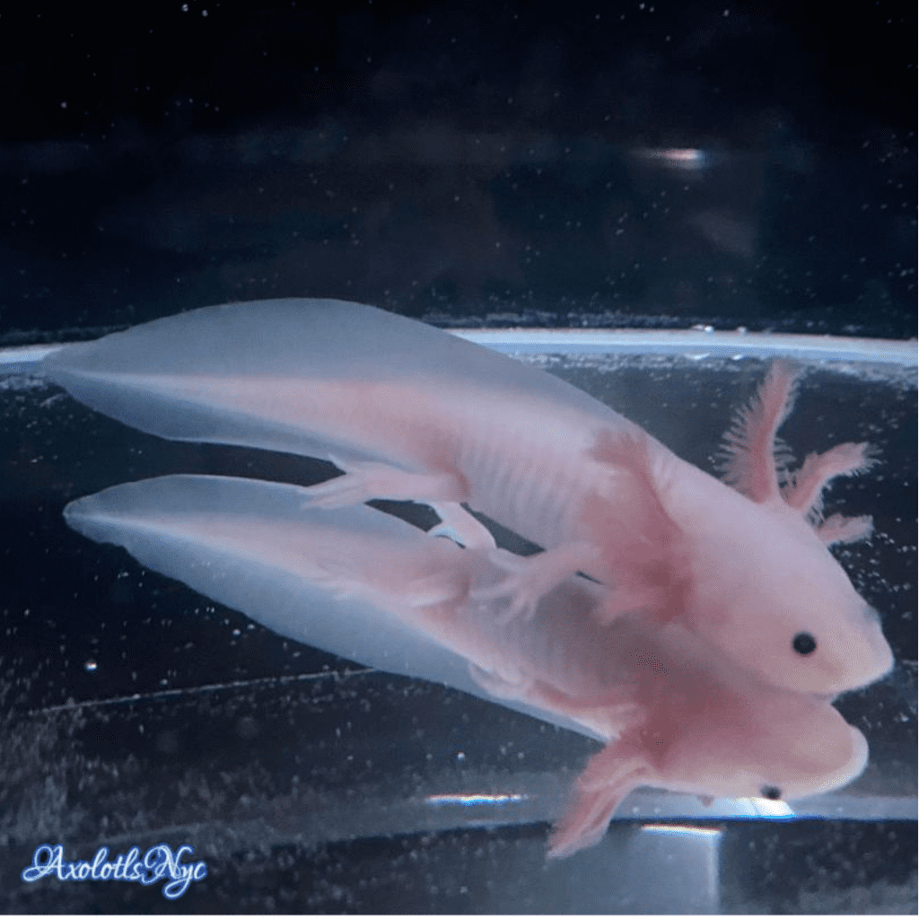Leucistic Axolotl - Axolotls NYC