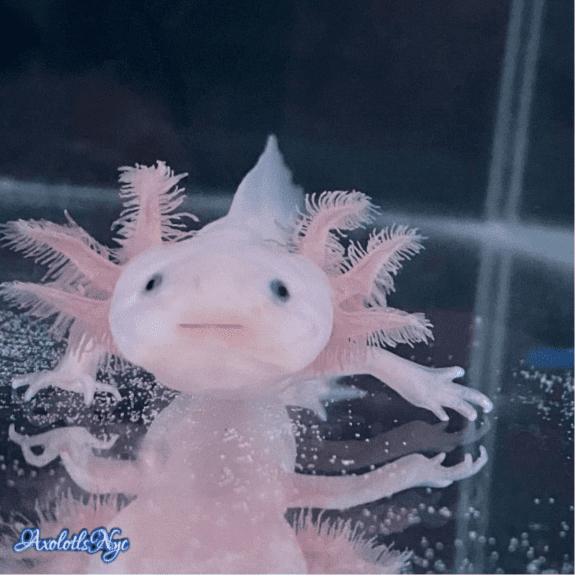 Leucistic Axolotl - Axolotls NYC