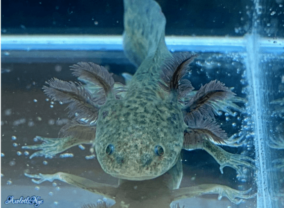 GFP Wild Type Axolotl - Axolotls NYC