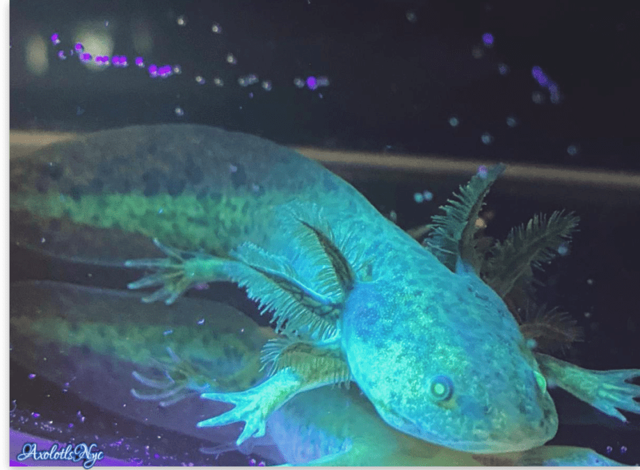 GFP Wild Type Axolotl - Axolotls NYC