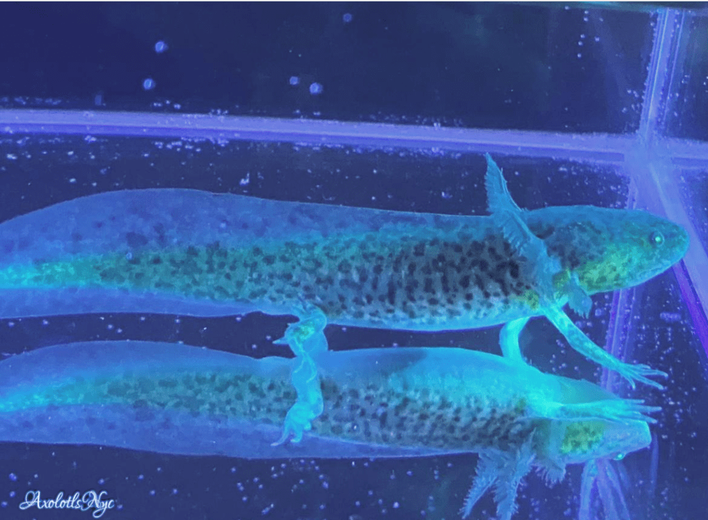 GFP Wild Type Axolotl - Axolotls NYC