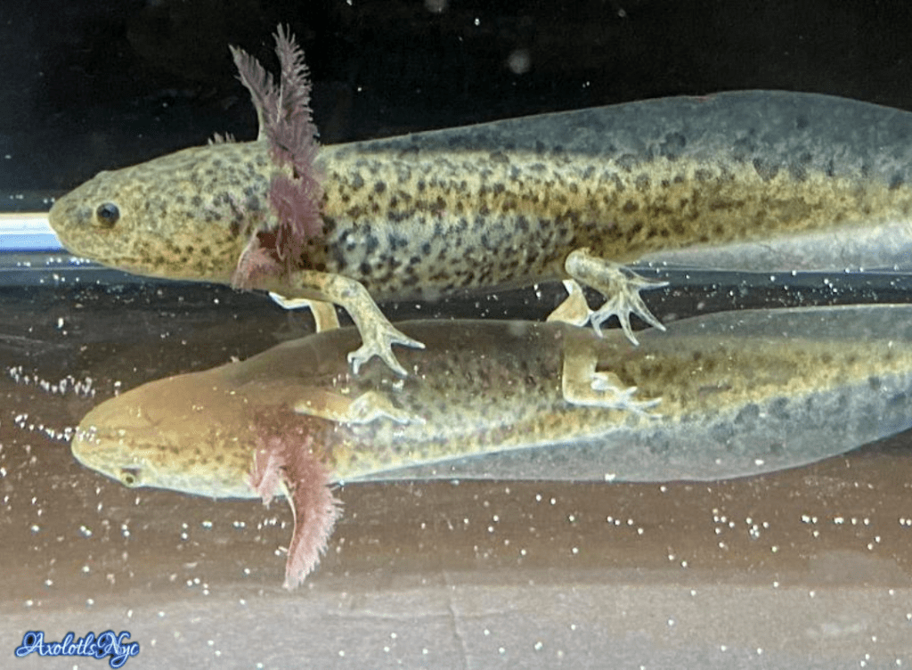 GFP Wild Type Axolotl - Axolotls NYC