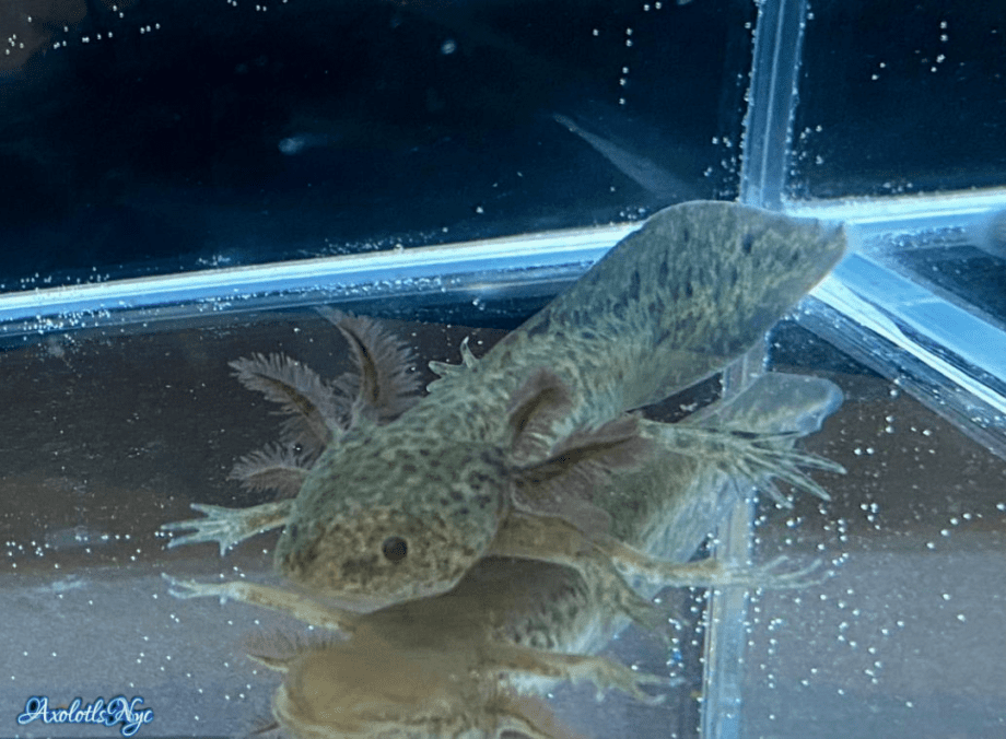 GFP Wild Type Axolotl - Axolotls NYC