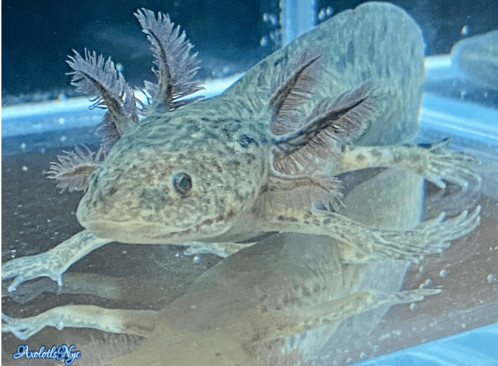 GFP Wild Type Axolotl - Axolotls NYC