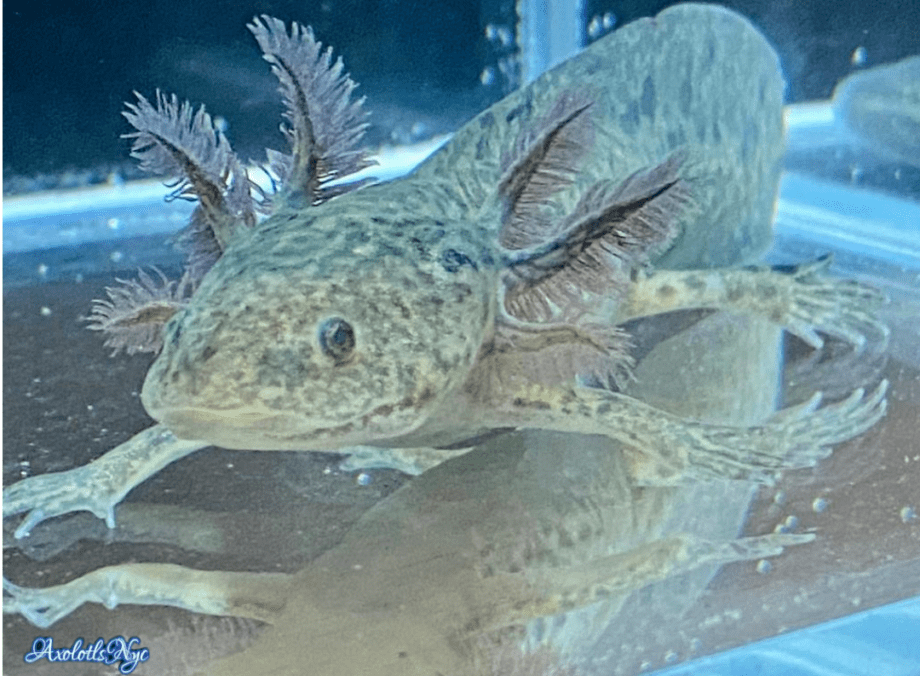 GFP Wild Type Axolotl - Axolotls NYC