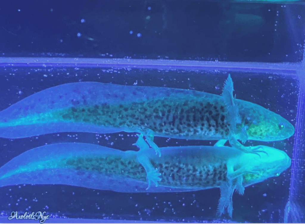 GFP Wild Type Axolotl - Axolotls NYC