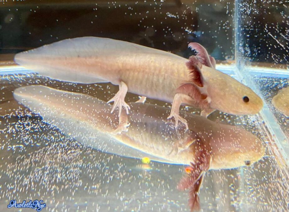 Melanoid Axanthic Copper (MAC) Axolotl - Axolotls NYC