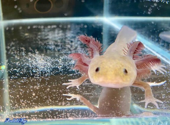 Melanoid Axanthic Copper (MAC) Axolotl - Axolotls NYC