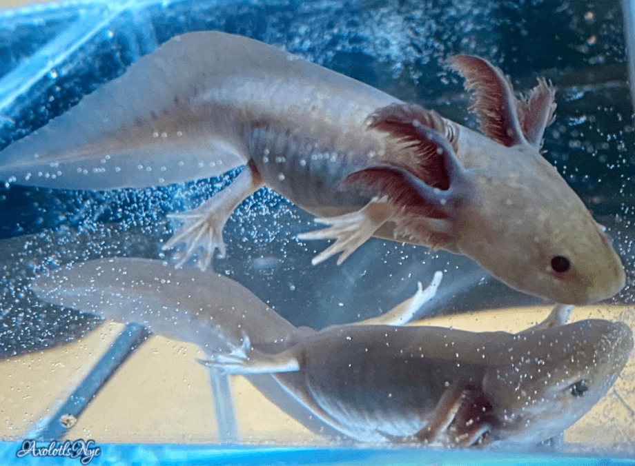 Melanoid Axanthic Copper (MAC) Axolotl - Axolotls NYC