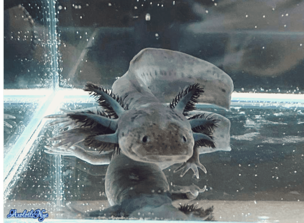 Melanoid Axolotl - Axolotls NYC