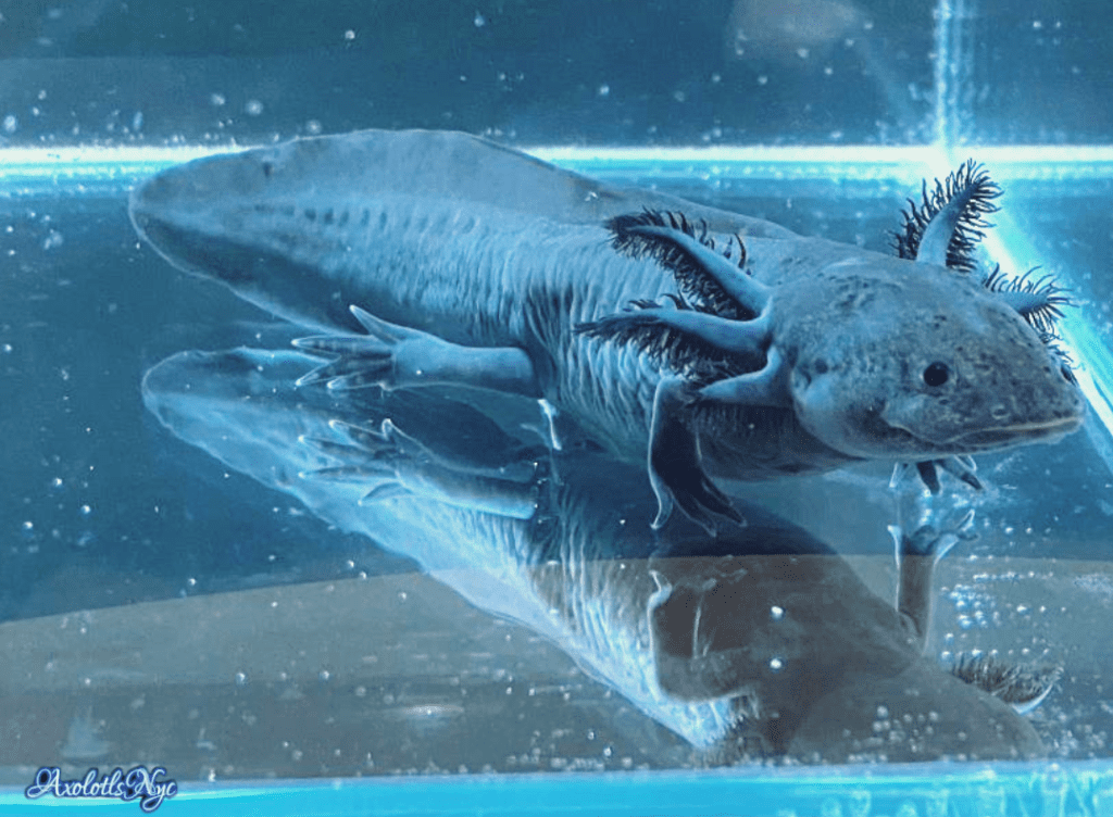 Melanoid Axolotl - Axolotls NYC