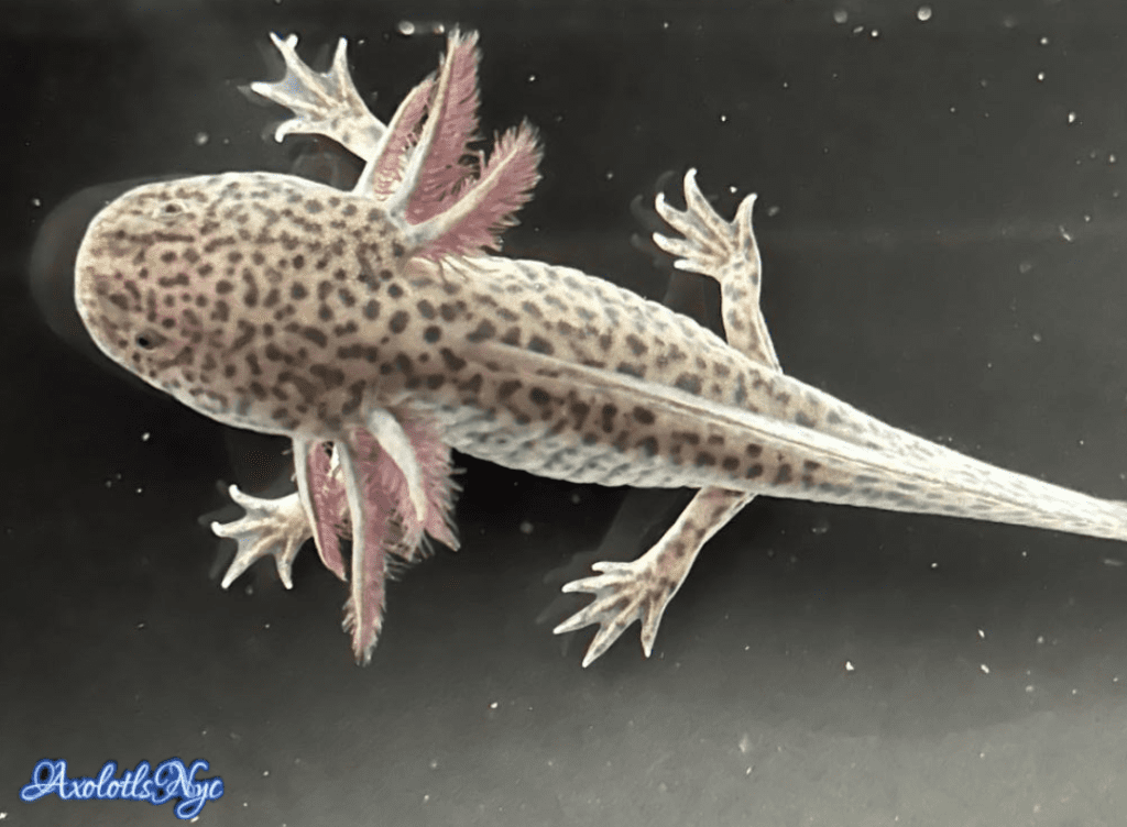 Axanthic (Dalmatian) Axolotl - Axolotls NYC