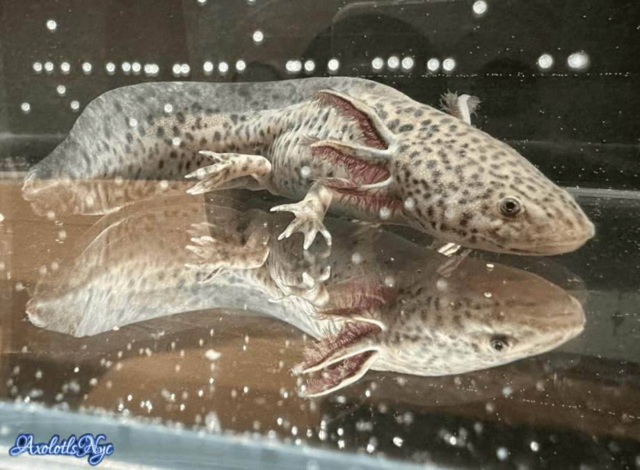 Axanthic (Dalmatian) Axolotl - Axolotls NYC
