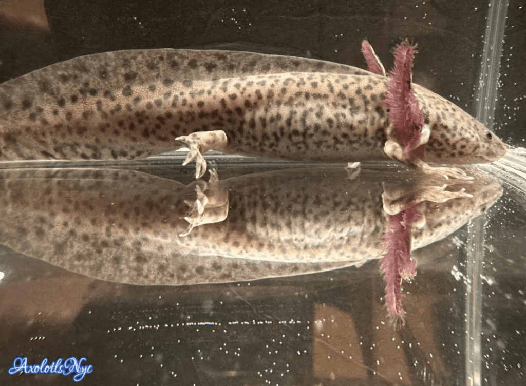 Axanthic (Dalmatian) Axolotl - Axolotls NYC