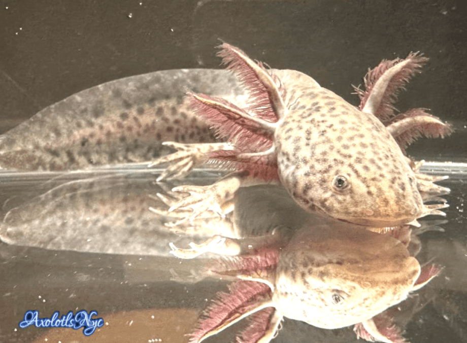 Axanthic (Dalmatian) Axolotl - Axolotls NYC