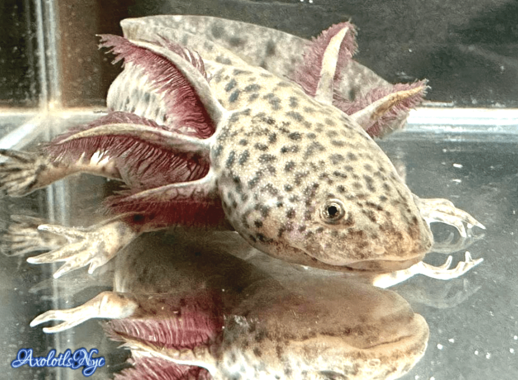 Axanthic (Dalmatian) Axolotl - Axolotls NYC