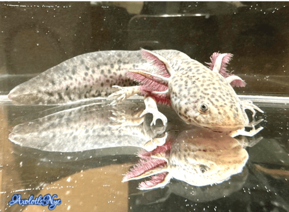 Axanthic (Dalmatian) Axolotl - Axolotls NYC