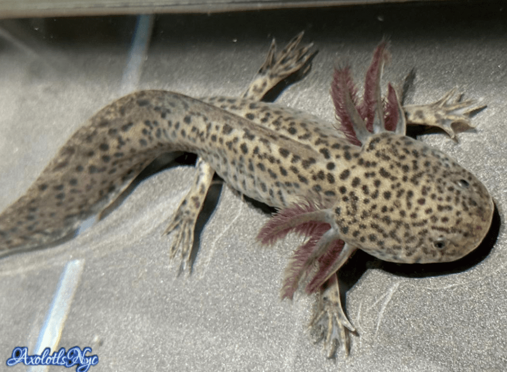 Axanthic (Dalmatian) Axolotl - Axolotls NYC