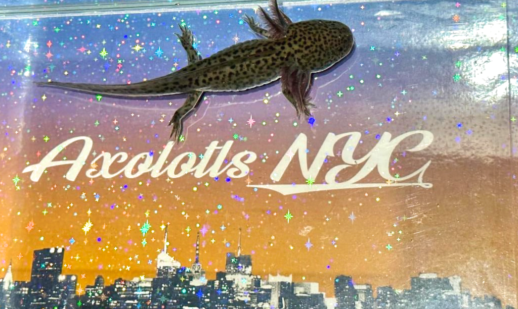 Axanthic (Dalmatian) Axolotl - Axolotls NYC