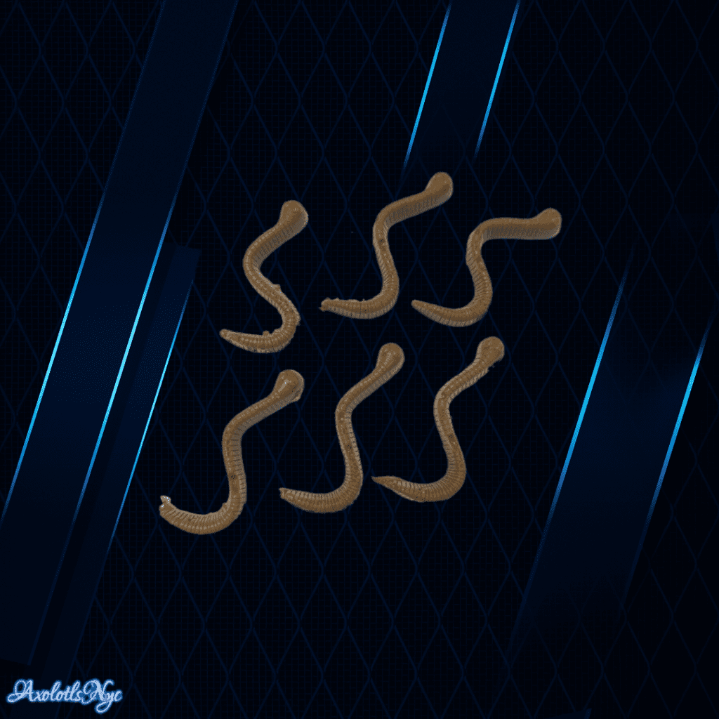 10 & 20 Cavity Worm Silicone Mold Trays with Dropper. For Repashy Pies ...