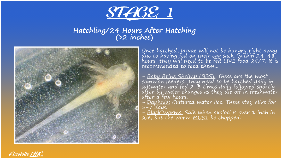 Life Stages - Axolotls NYC