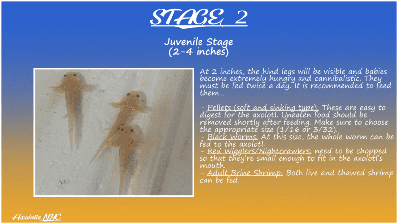Life Stages - Axolotls NYC