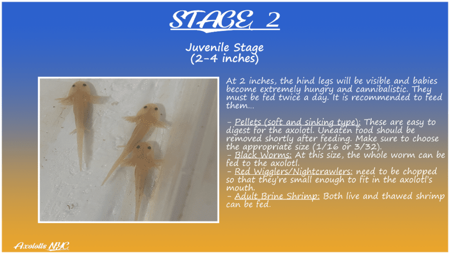 Life Stages - Axolotls NYC