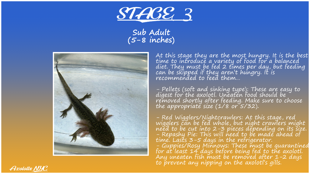 Life Stages - Axolotls NYC
