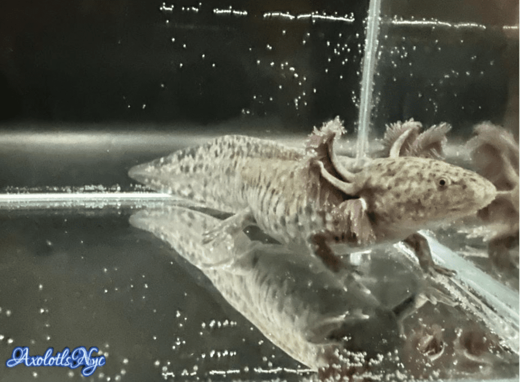 Wild Type Axolotl - Axolotls NYC