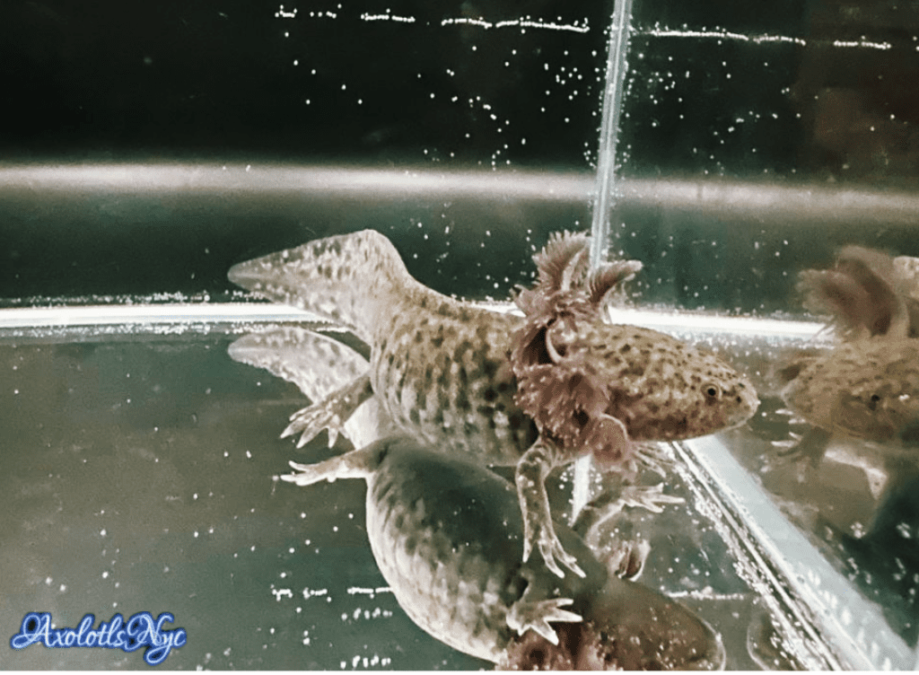 Wild Type Axolotl - Axolotls NYC