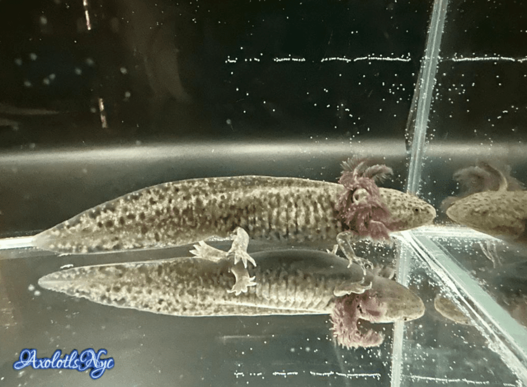 Wild Type Axolotl - Axolotls NYC