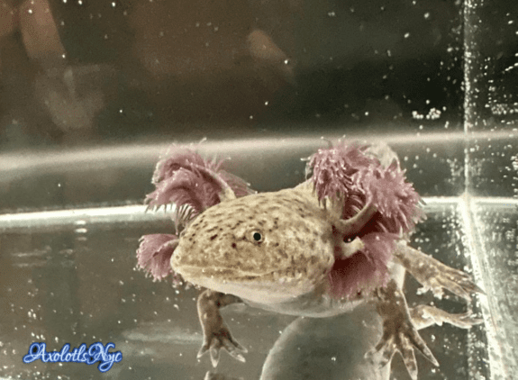Wild Type Axolotl - Axolotls NYC
