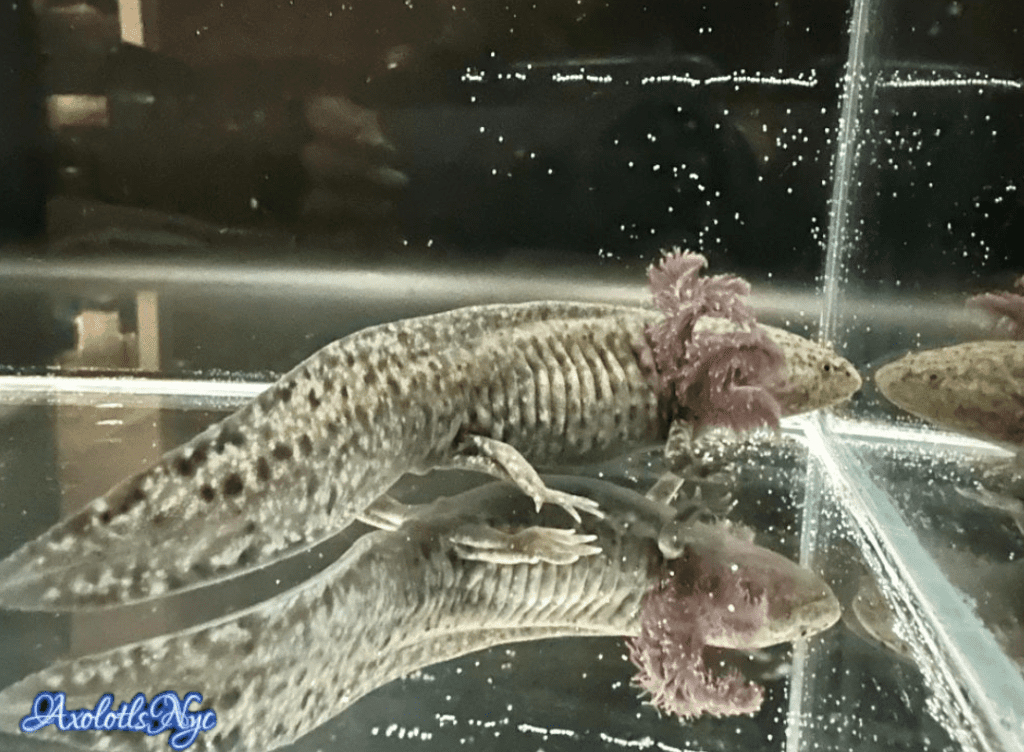 Wild Type Axolotl - Axolotls NYC