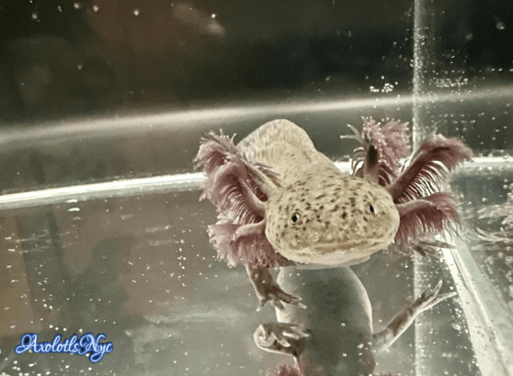Wild Type Axolotl - Axolotls NYC
