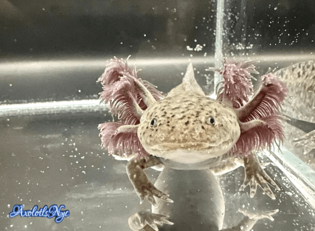 Wild Type Axolotl - Axolotls NYC