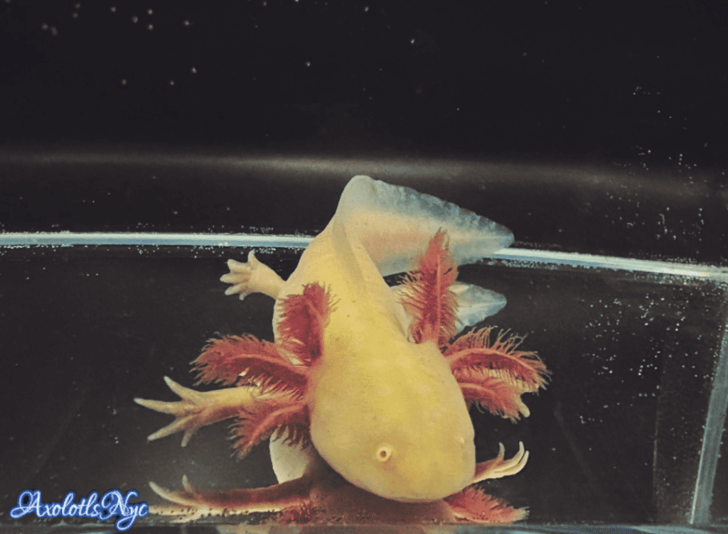 Golden Albino - Axolotls NYC