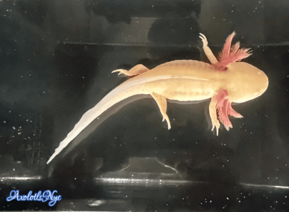 Golden Albino - Axolotls NYC