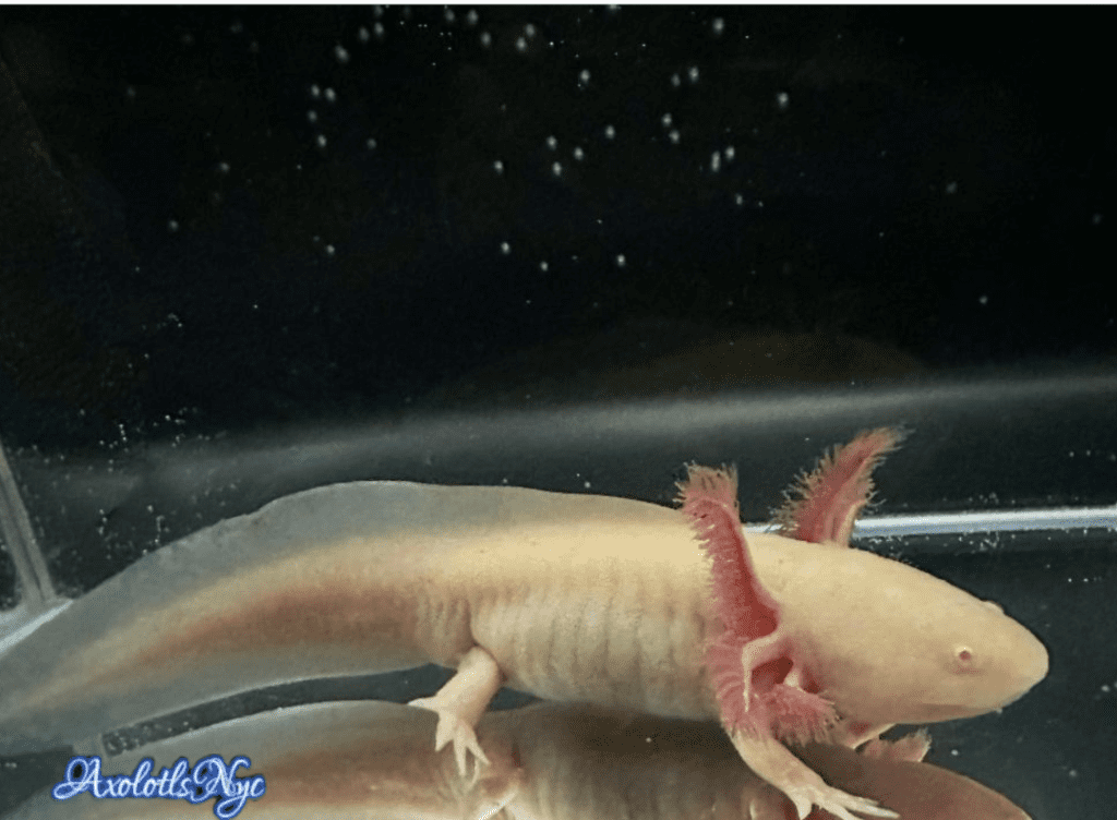 Golden Albino - Axolotls NYC