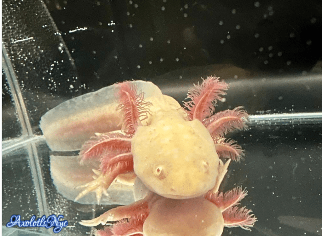 Golden Albino - Axolotls NYC