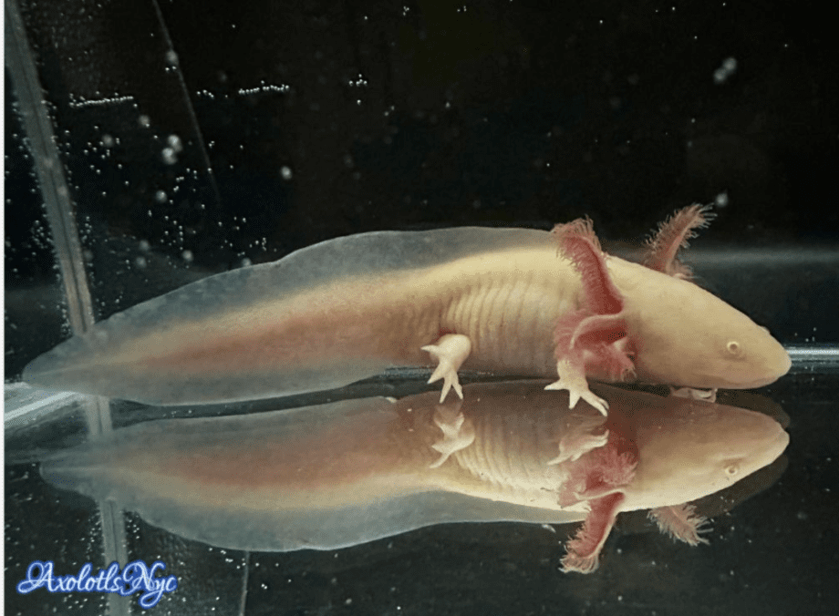 Golden Albino - Axolotls NYC