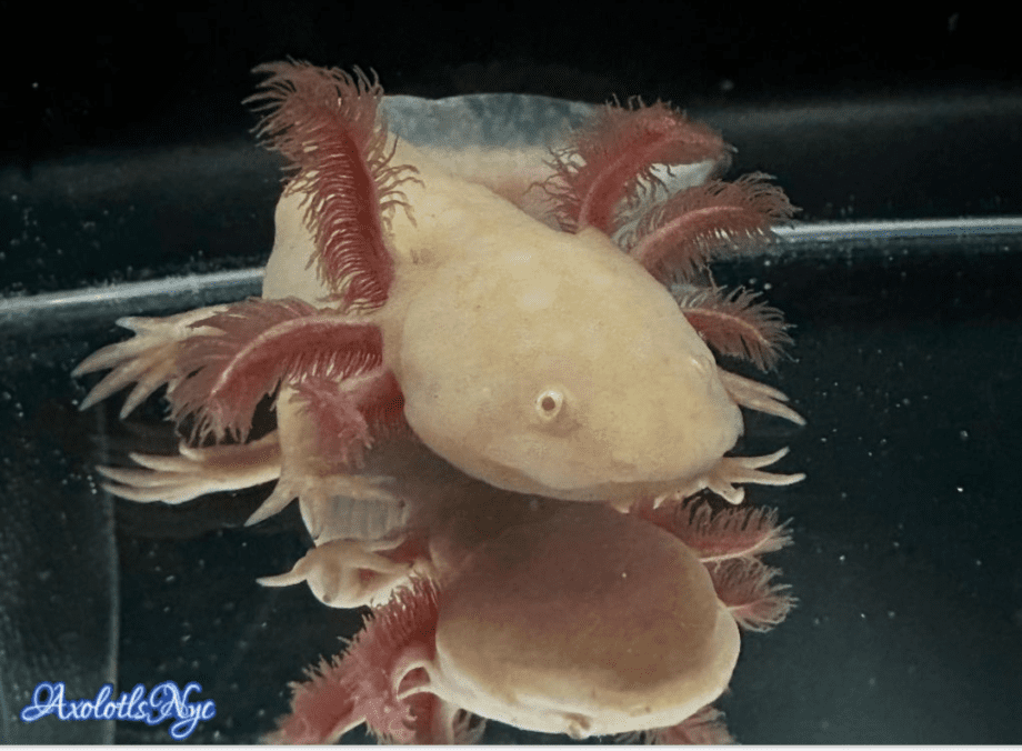 Golden Albino - Axolotls NYC