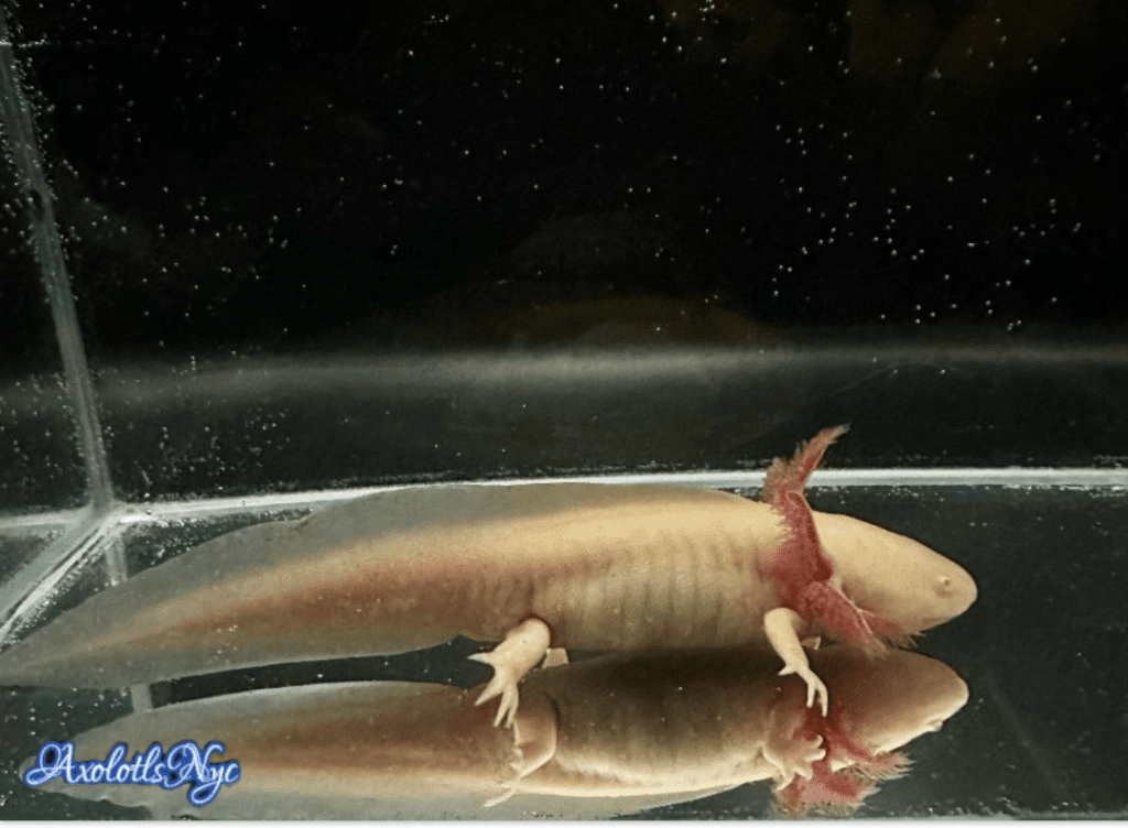 Golden Albino - Axolotls NYC