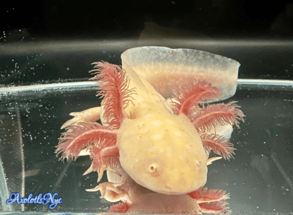 Golden Albino - Axolotls NYC