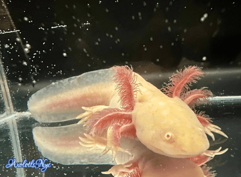 Golden Albino - Axolotls NYC