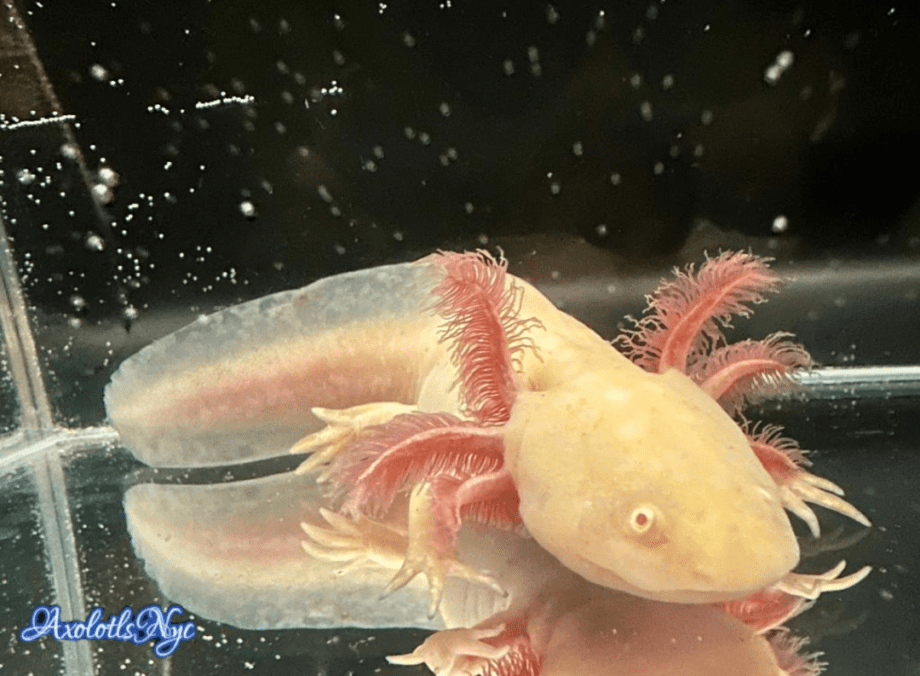 Golden Albino - Axolotls NYC