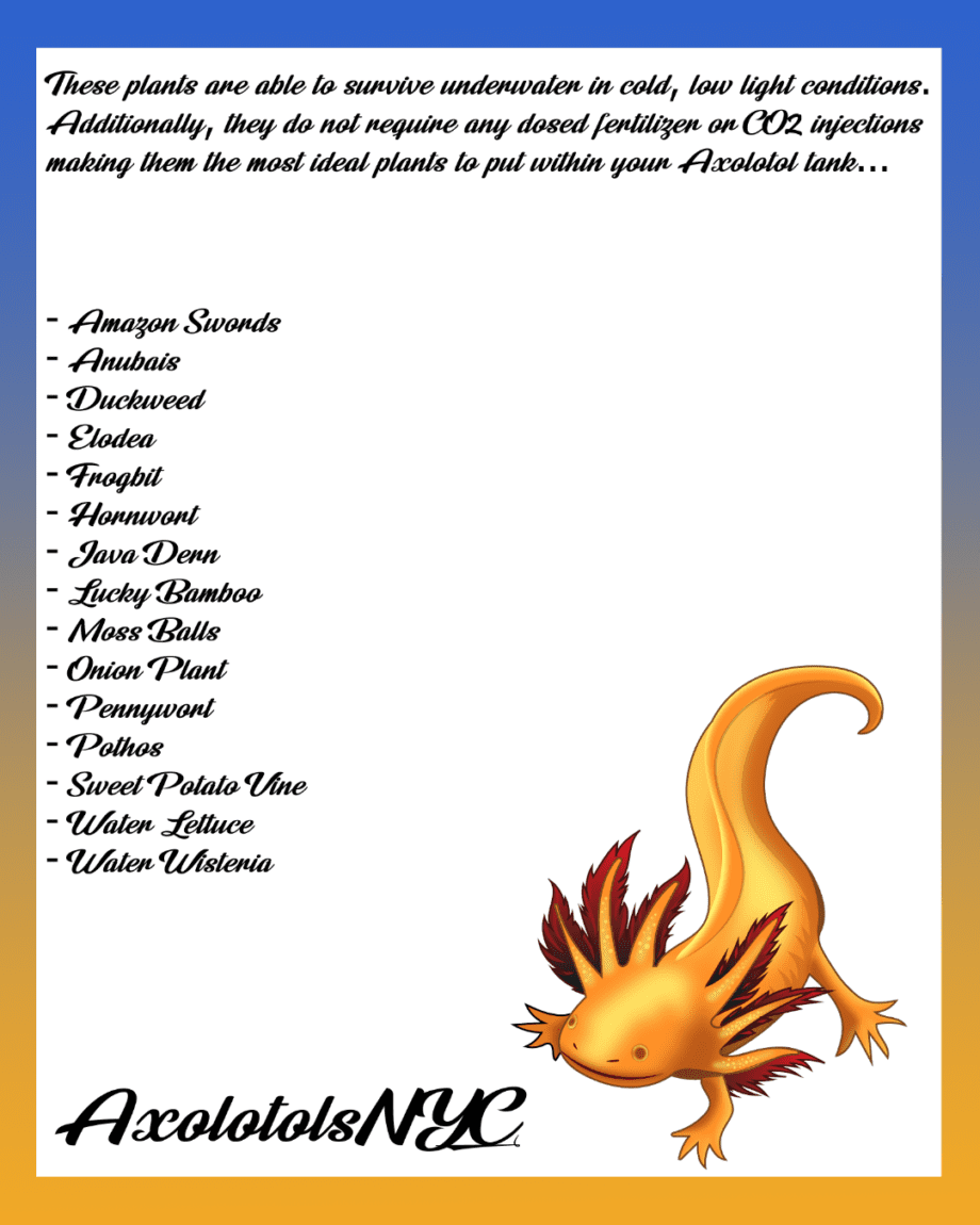 Axolotl Care Sheet - Axolotls NYC